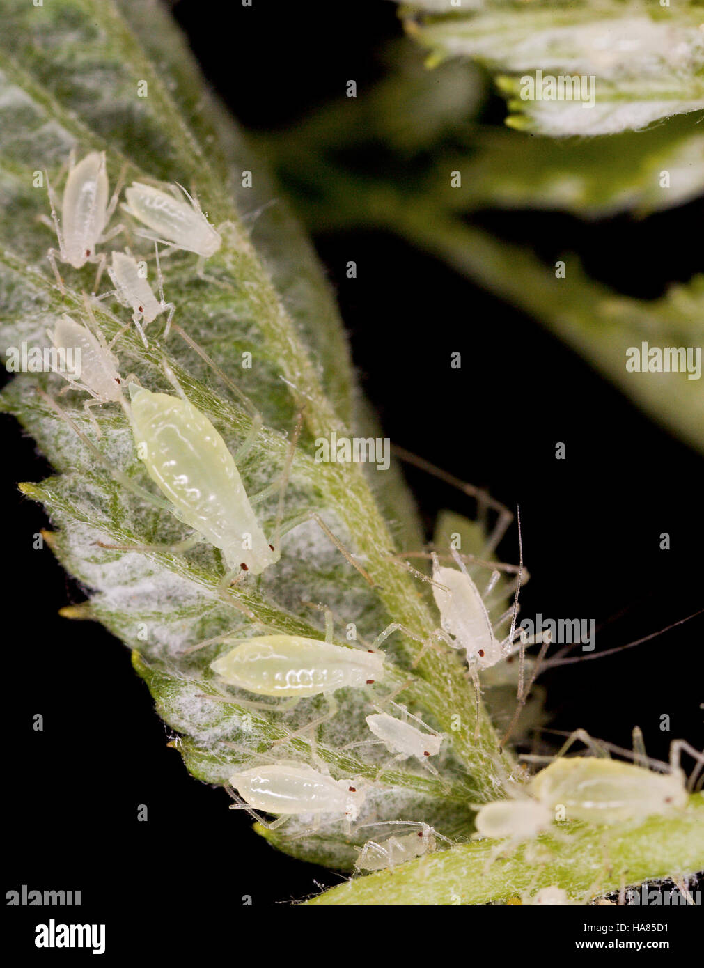 The USDA Agricultural Research Service (ARS) investigates raspberry ...