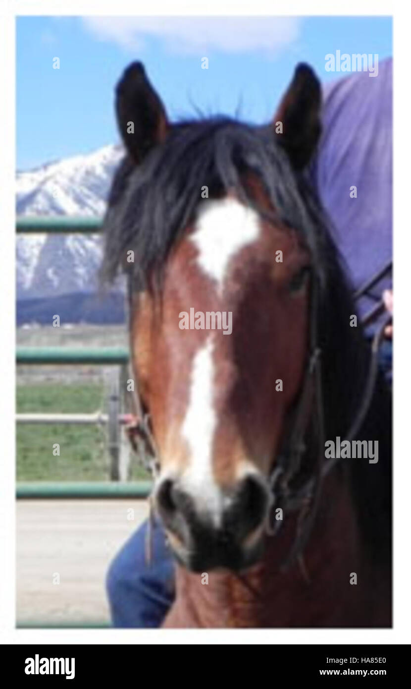 This image captures the Boss Hawg, a type of wildlife or vehicle, in ...