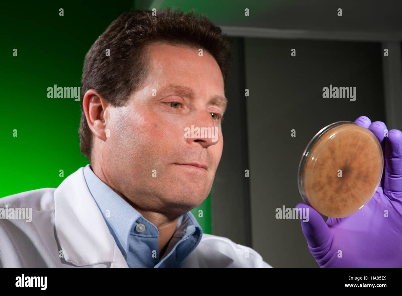 A USDA Agricultural Research Service scientist studies fungal cultures ...