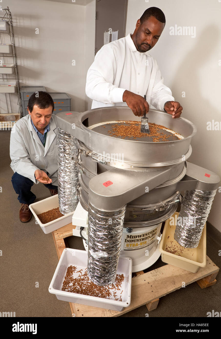 This image from the USDA shows the mealworm insect production process ...