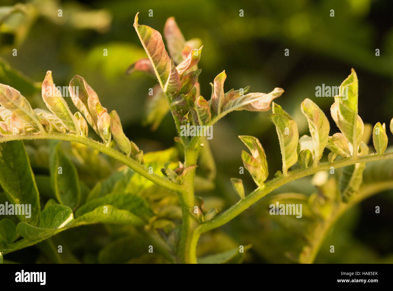 USDA’s Agricultural Research Service (ARS) conducts studies on potato ...