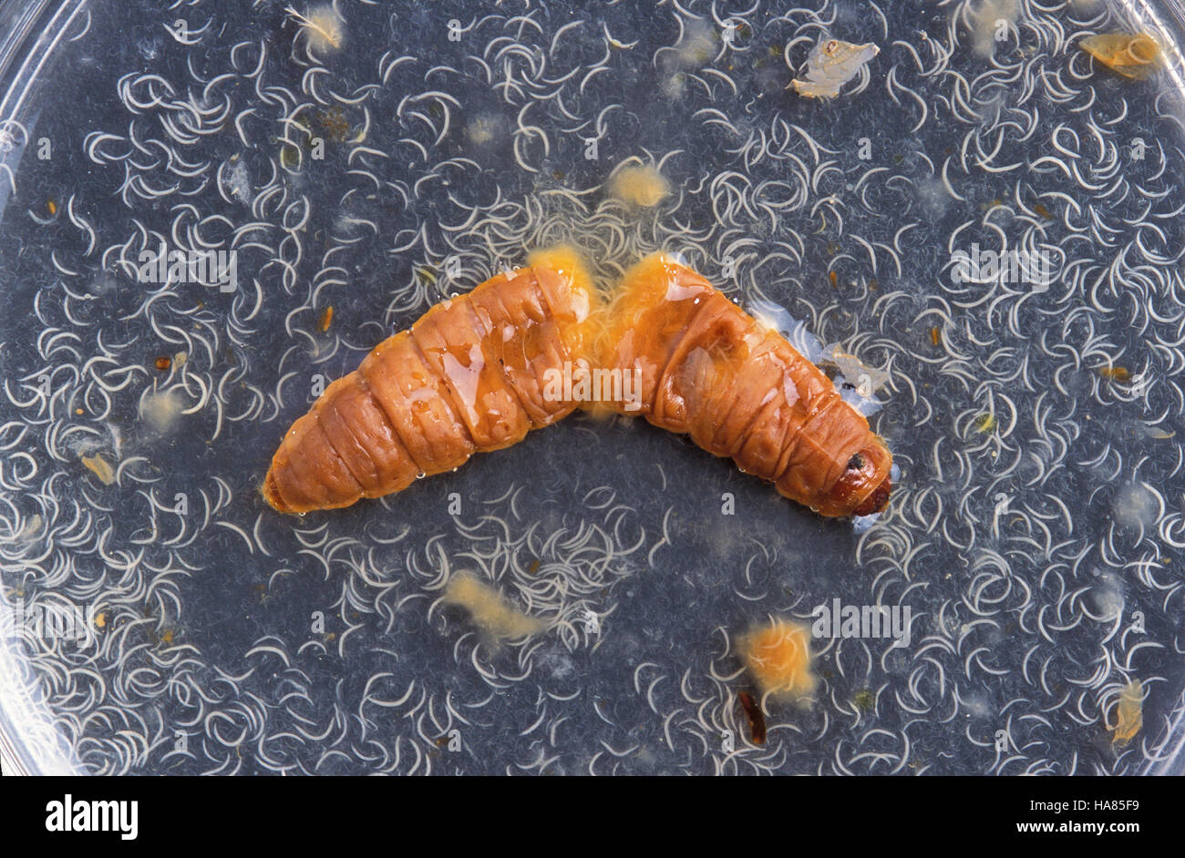 Wax moth species hi-res stock photography and images - Alamy
