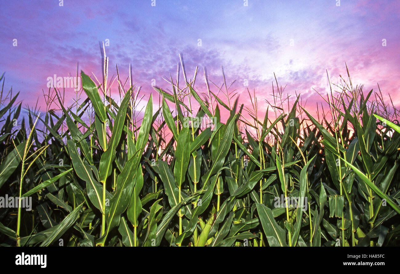 The USDA Agricultural Research Service focuses on improving corn ...