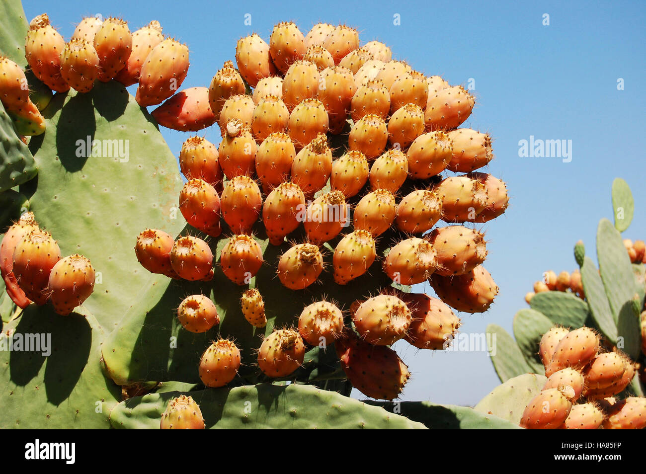 Agriculture in arid environments hi-res stock photography and images ...