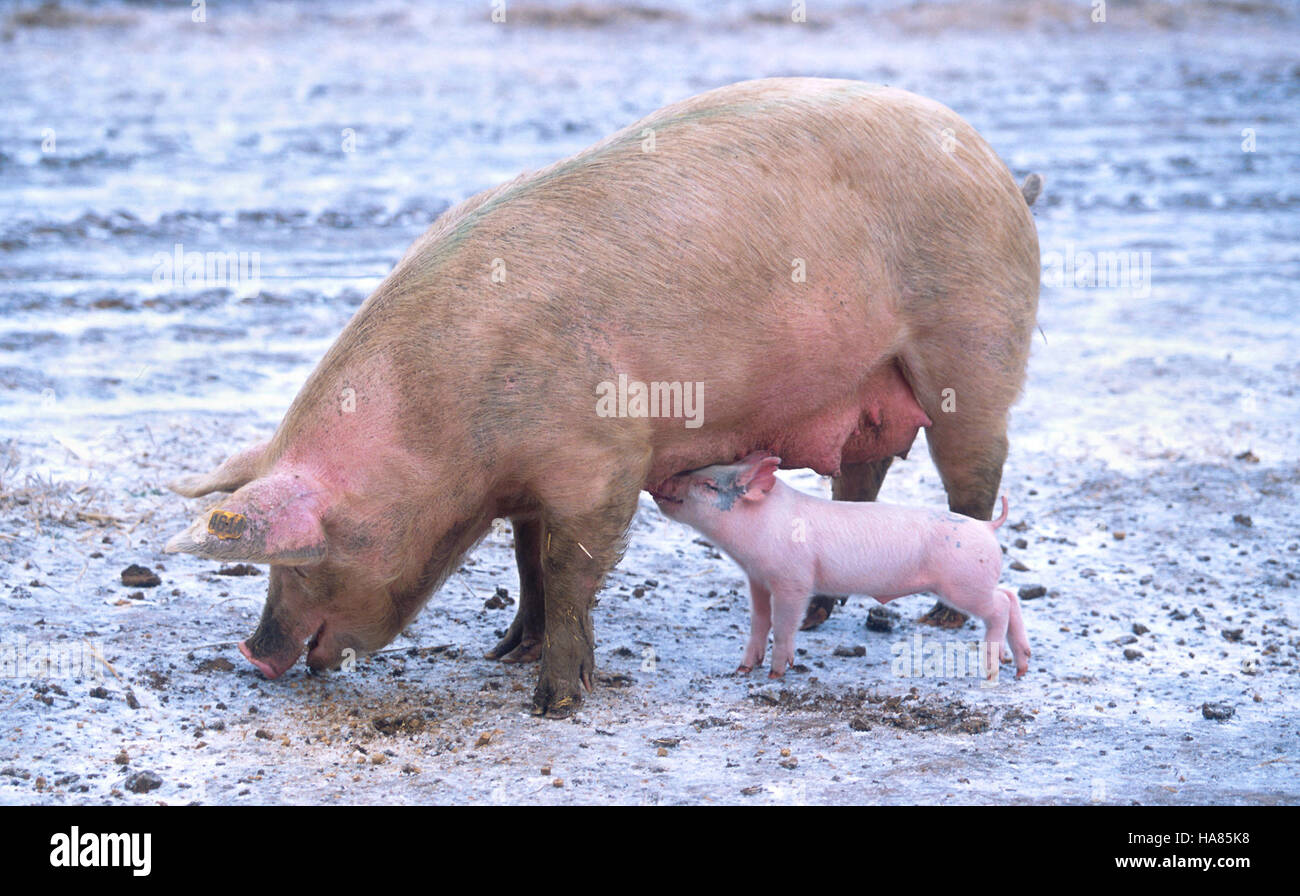 Pig farming methods hi-res stock photography and images - Alamy