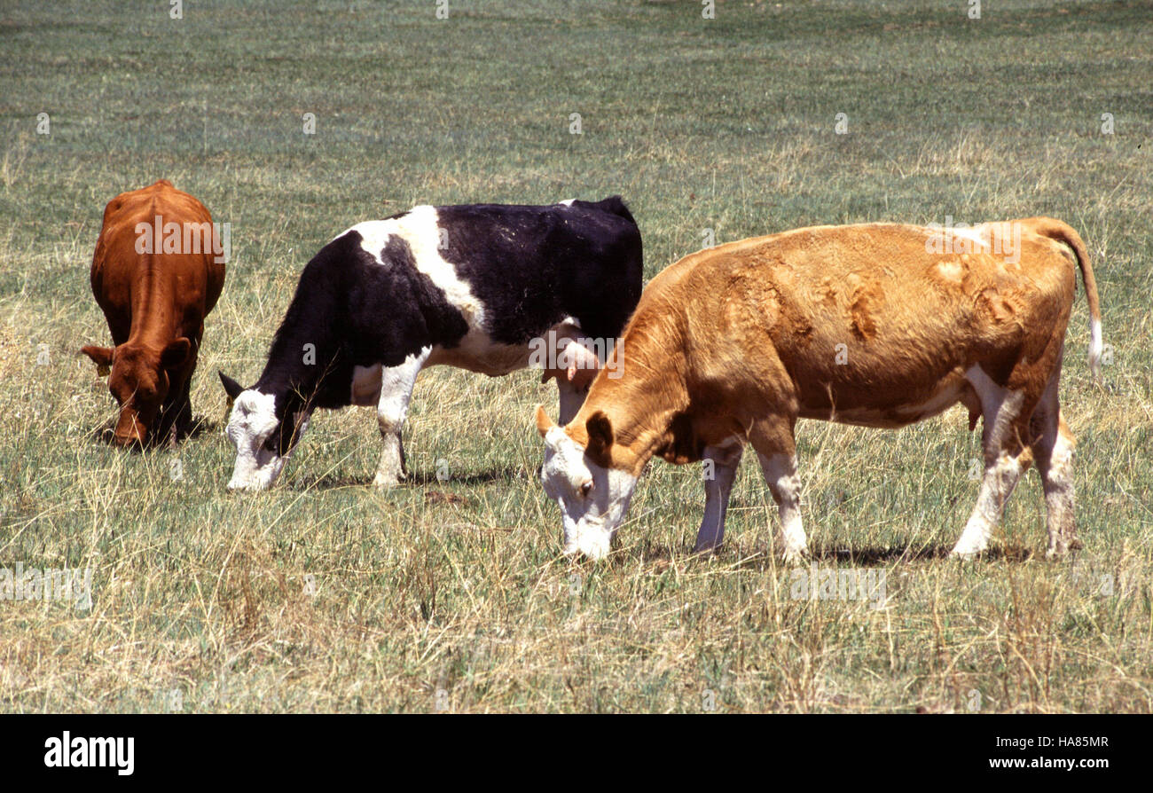 The USDA supports responsible cattle grazing practices on the Great ...