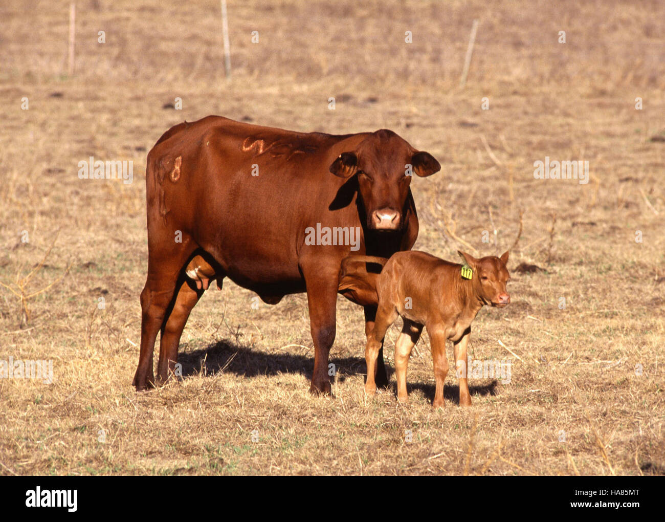 This image features Senepol cattle, a breed known for its resilience in ...