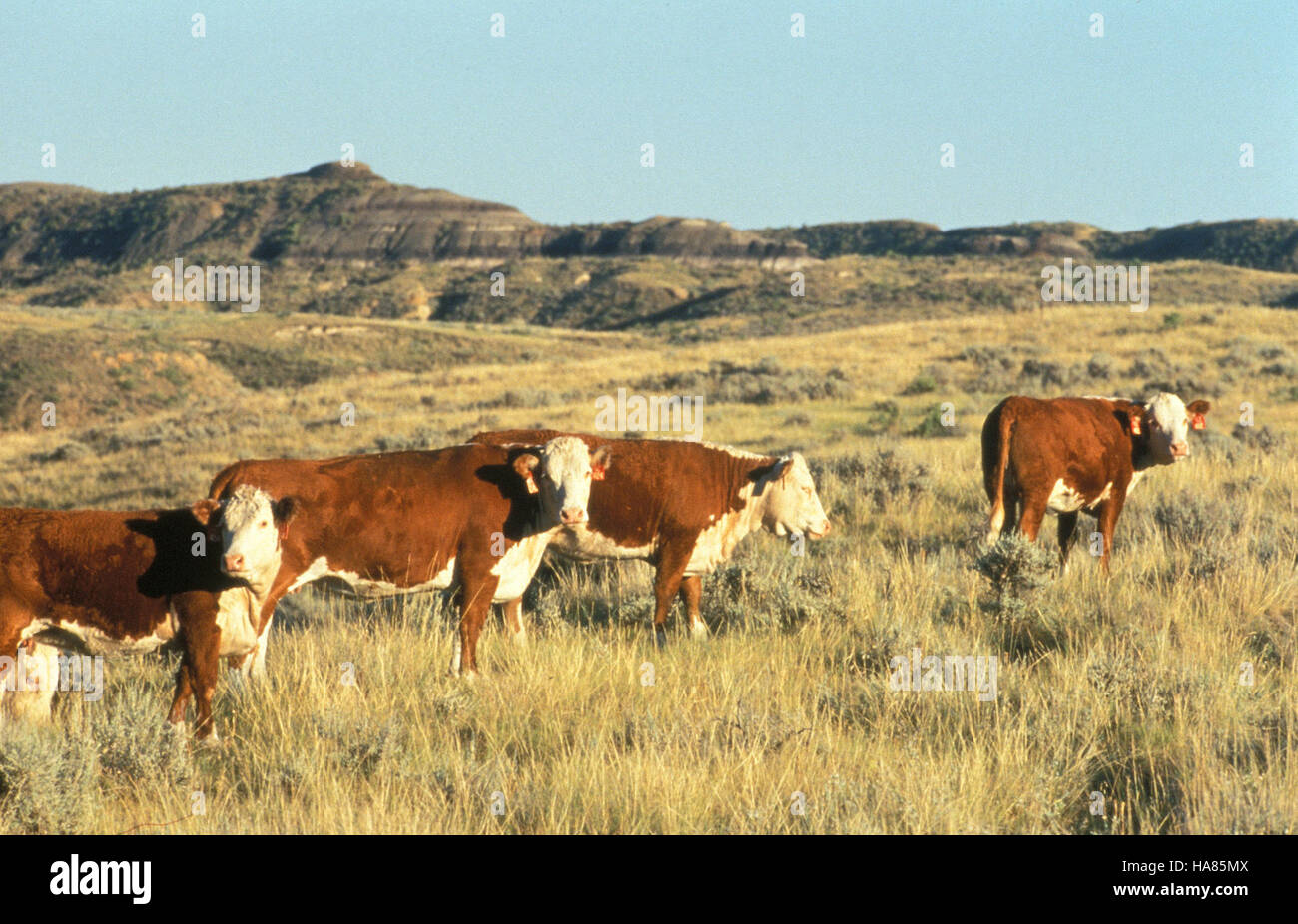 The USDA supports agricultural research in Montana, focusing on beef ...