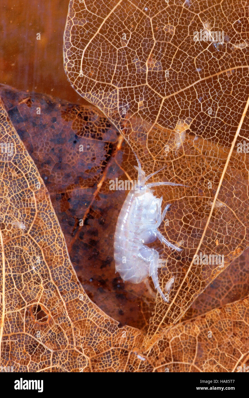 Hyalella azteca hi-res stock photography and images - Alamy