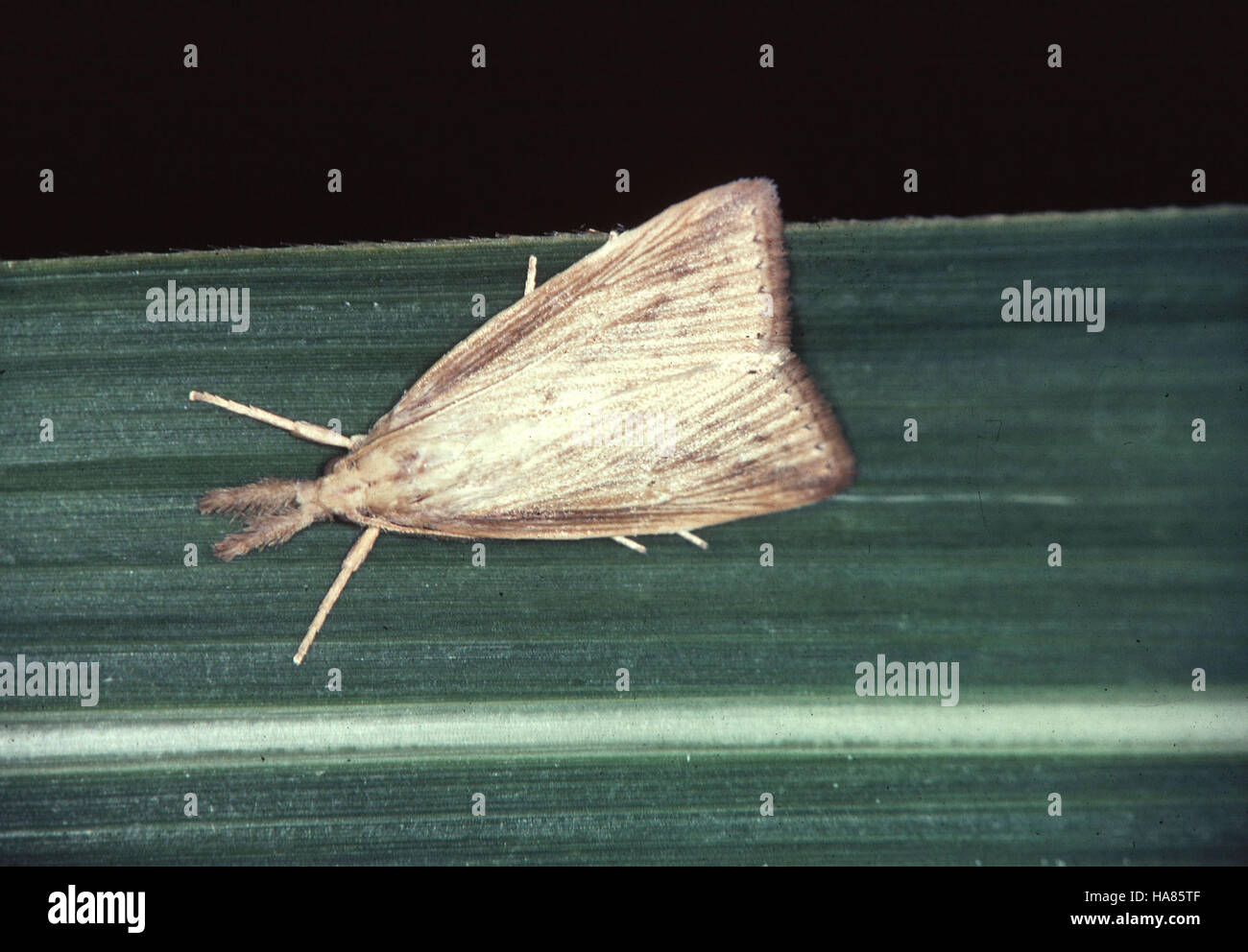 The image depicts the sugarcane borer (Diatraea saccharalis), a pest ...