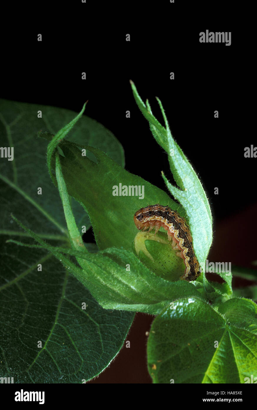 Research on cotton bollworm pests is conducted by the USDA's ...