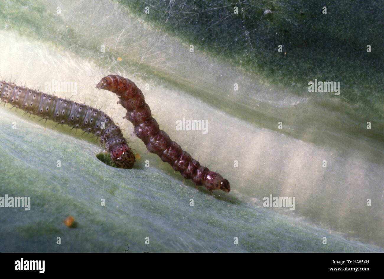 Diamondback moth larvae are studied for their impact on crops ...
