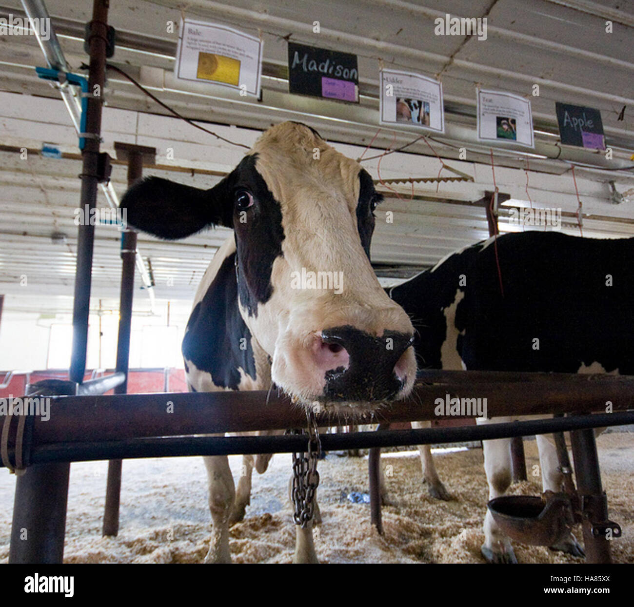 usdagov 8456155676 Madison the Cow - Garrett Ziegler Stock Photo - Alamy
