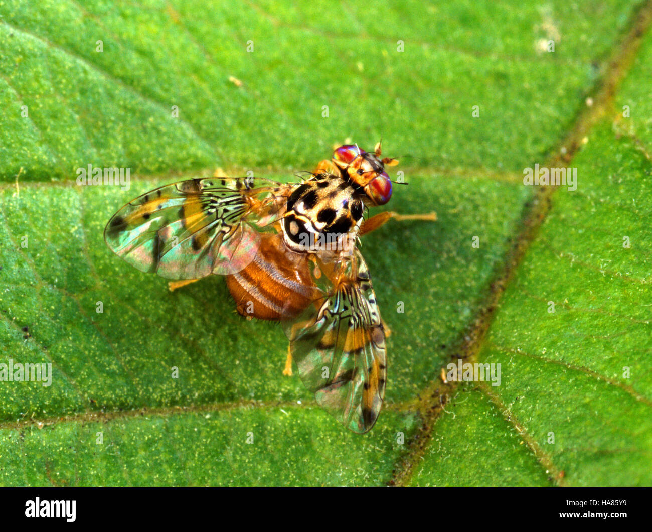 Ceratitis capitata hi-res stock photography and images - Alamy
