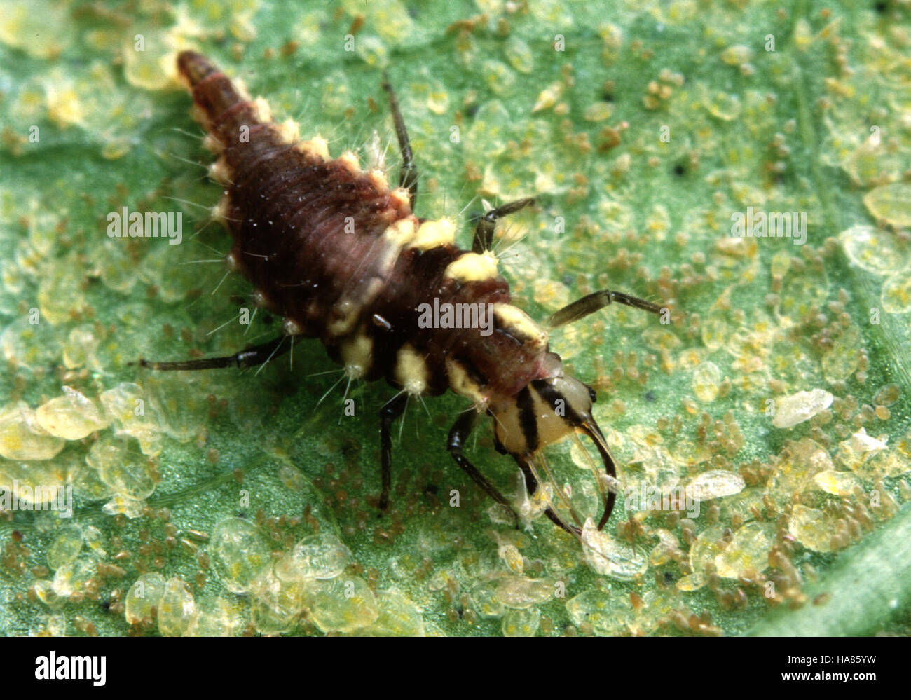 Lacewing Larvae Bite