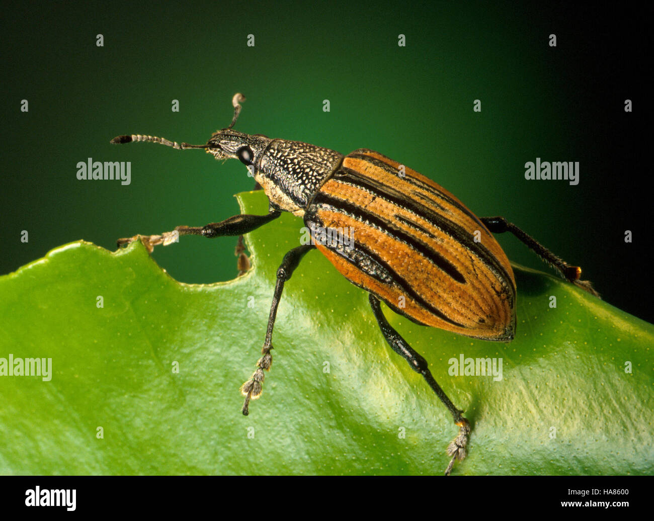 The adult citrus root weevil, Diaprepes ars, is a significant pest ...