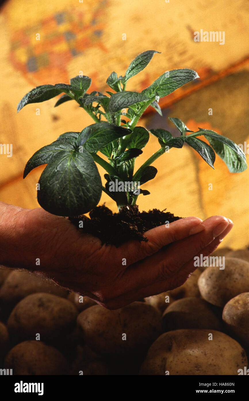 The USDA Agricultural Research Service (ARS) conducts potato plant ...