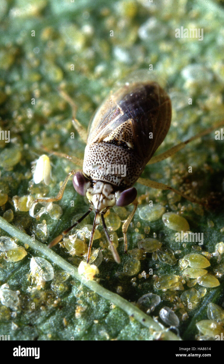 The USDA conducts insect research on the big-eyed bug, a key predator ...