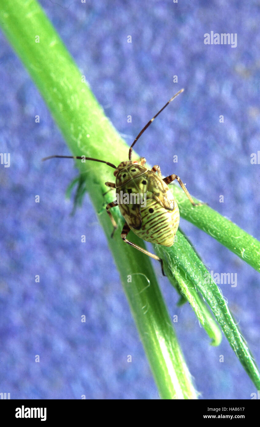 The Tarnished Plant Bug, a pest species researched by the USDA's ...