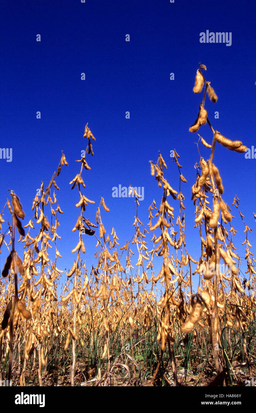 A crop of soybeans, shown as ready for harvest, with the U.S ...