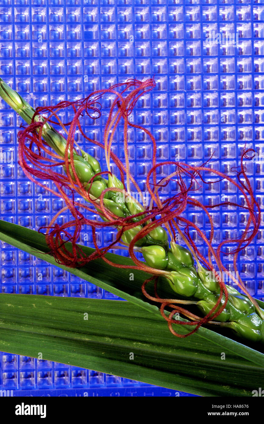 Eastern gamagrass research hi-res stock photography and images - Alamy