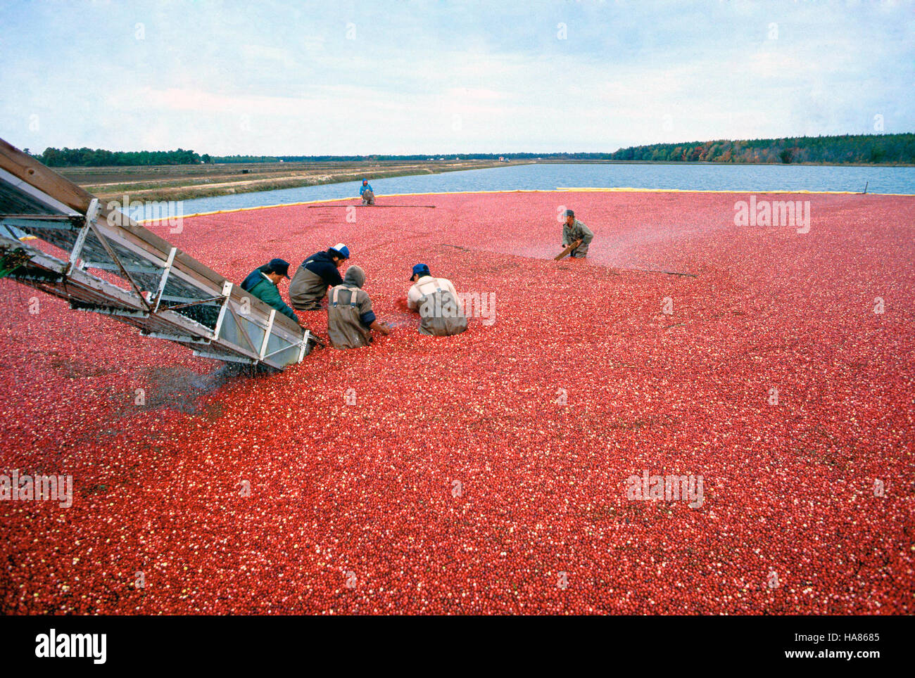 This image showcases cranberry harvesting in a bog, an essential ...