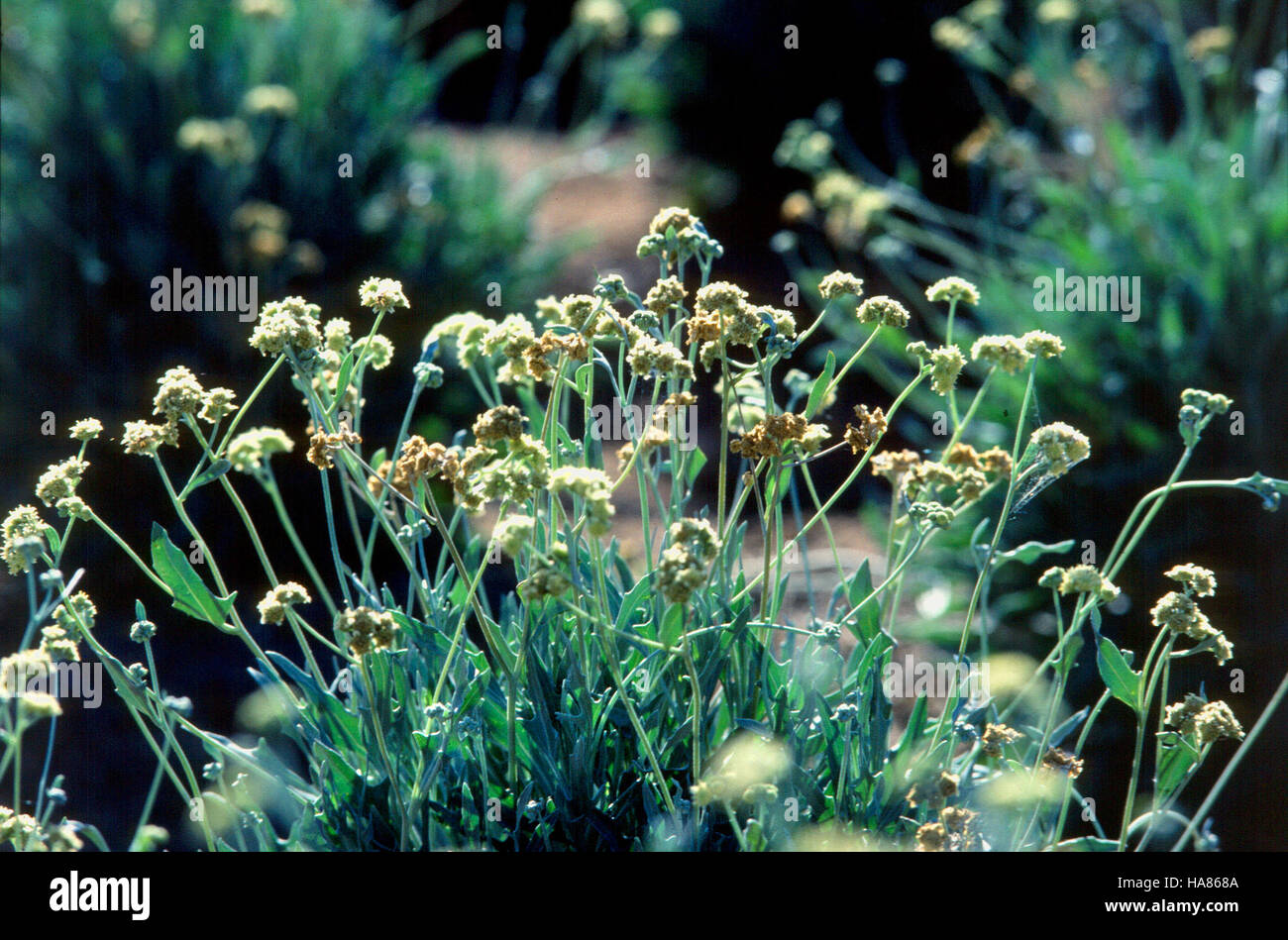Guayule plants are being cultivated by the USDA's Agricultural Research ...