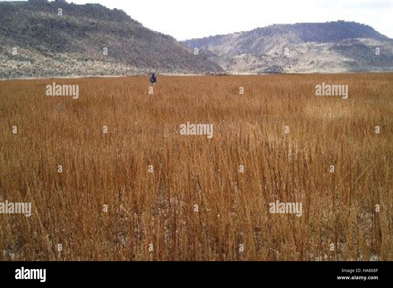 The Desert Trail in Nevada, showing the rugged terrain and desert ...