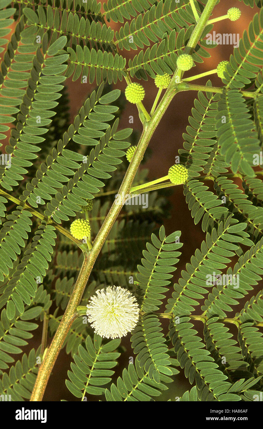 Leucaena Leucocephala Tree High Resolution Stock Photography and Images ...