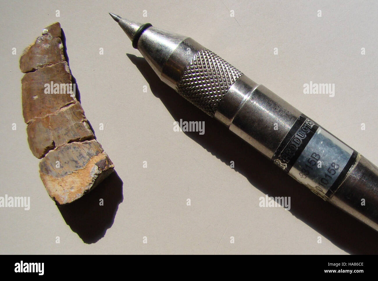 A fossilized Ceratosaurus tooth discovered in a national park, offering ...