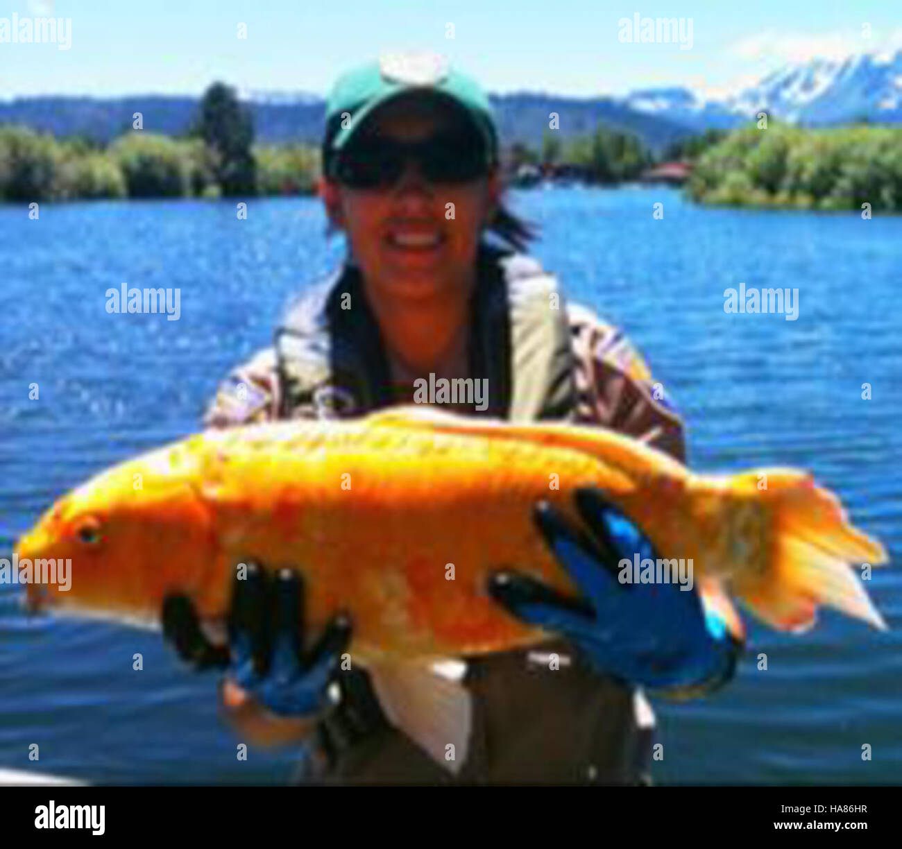 A photograph showing a large goldfish in a U.S. national park ...