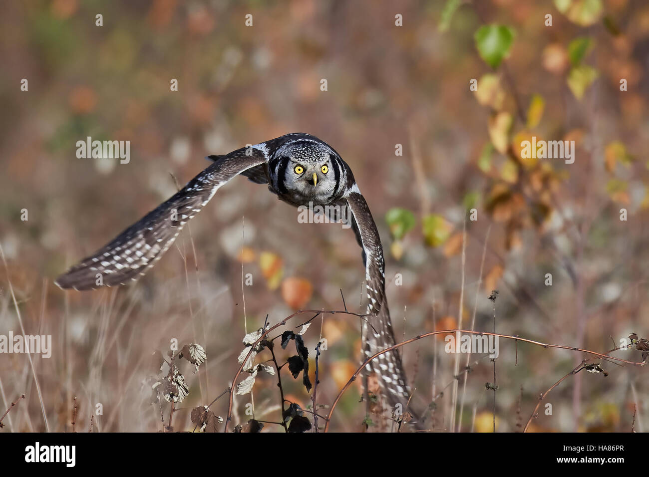 Northern hawk-owl in flight with with a mouse in its claws and ...