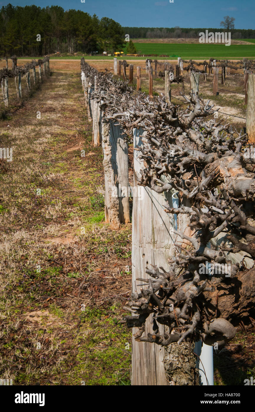 Georgia farm farming agriculture hi-res stock photography and images ...