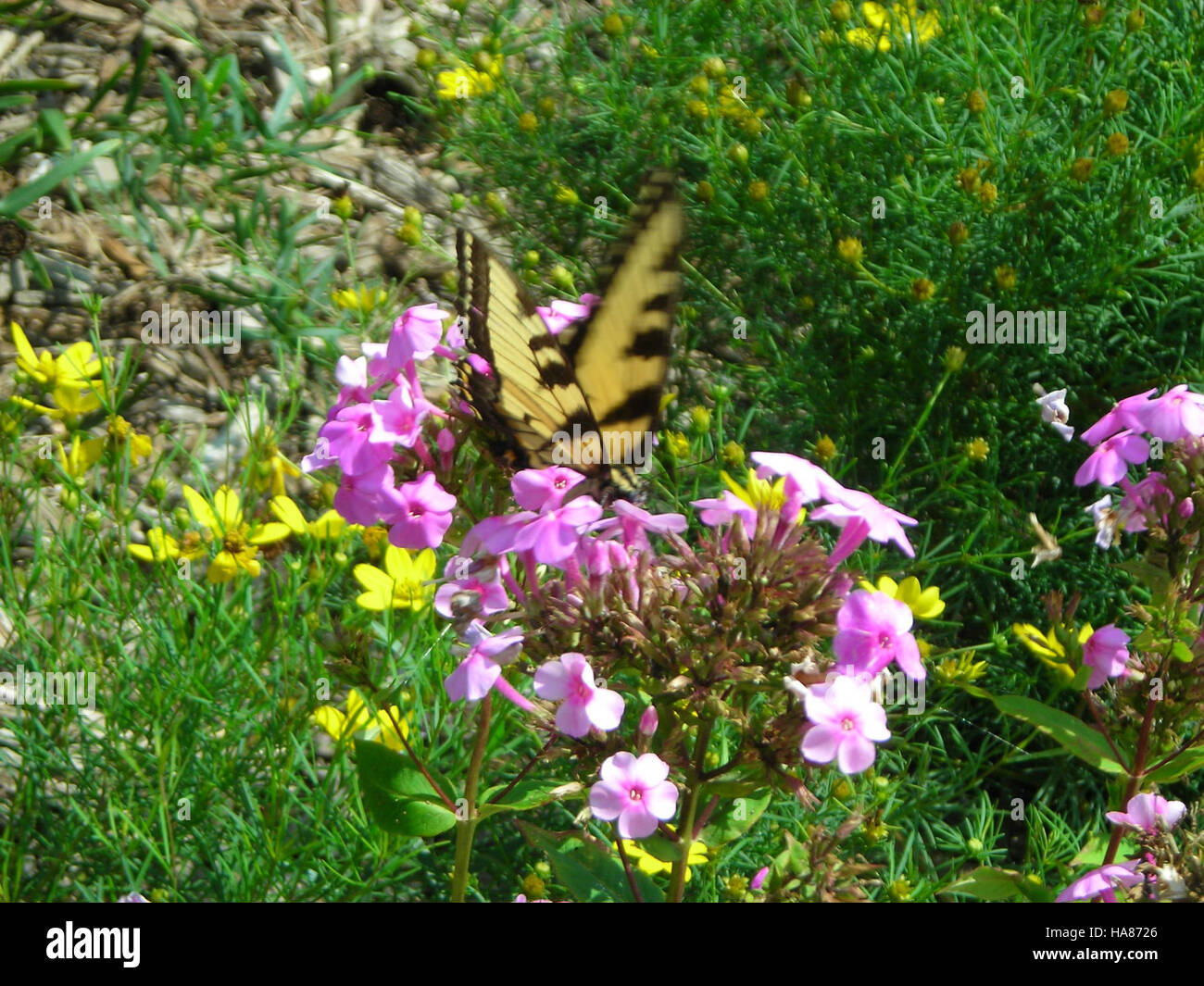 The role of pollinators is highlighted in this image, focusing on their ...