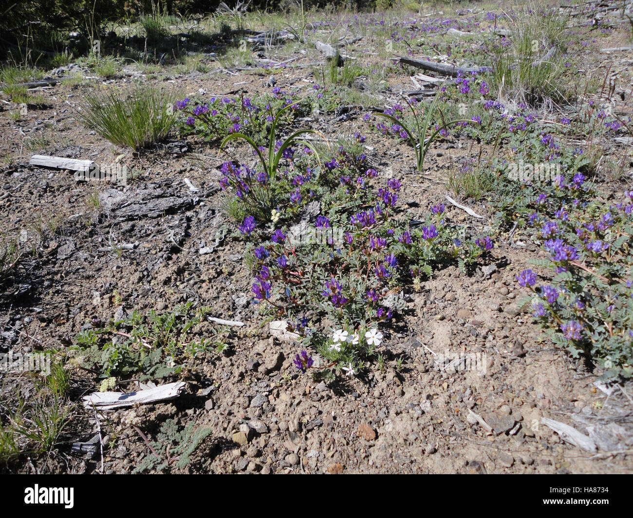 The Shoshone Off-Highway Vehicle Trail, located in Nevada, offers a ...