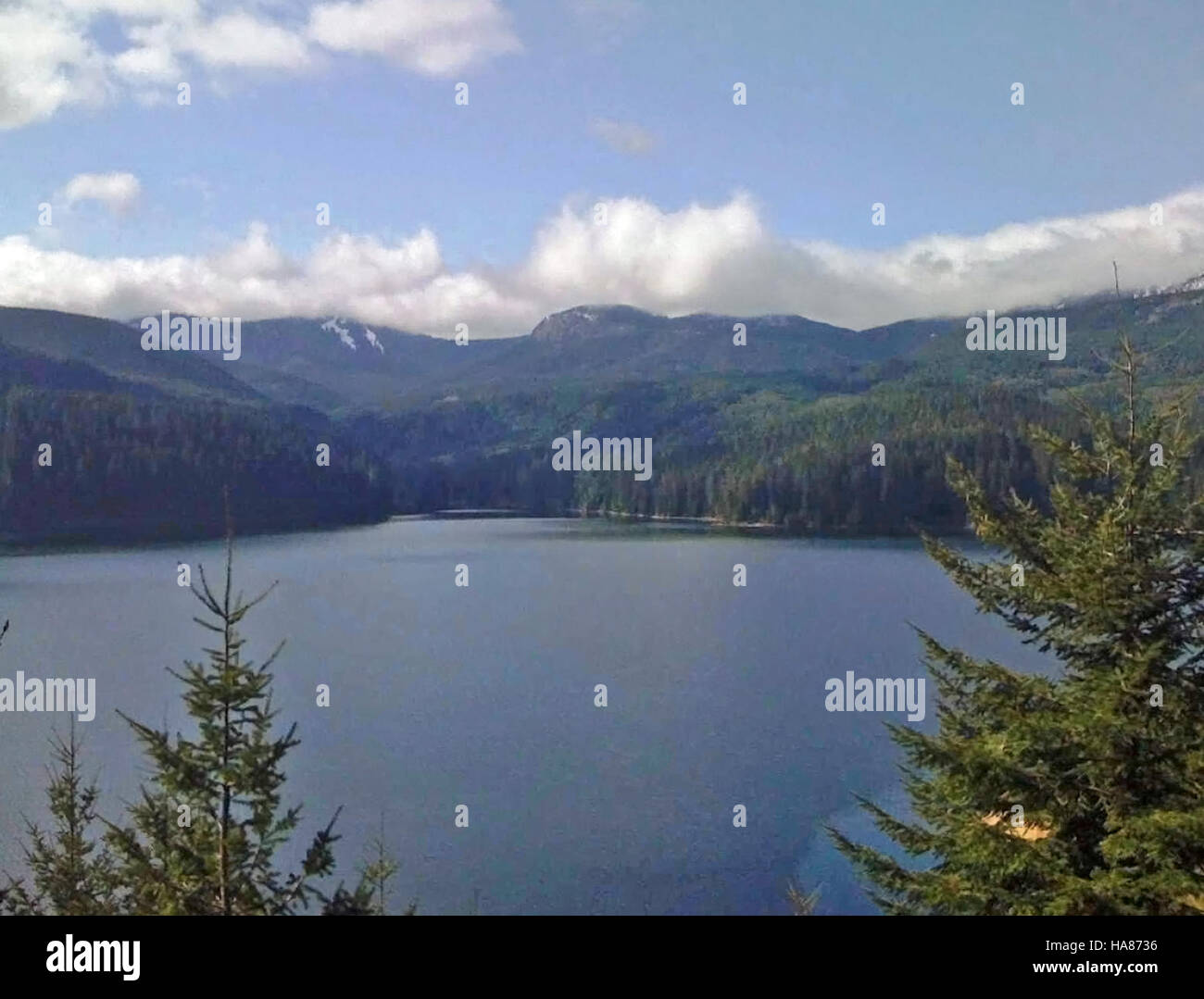 A celebration of forests and their vital role in environmental ...