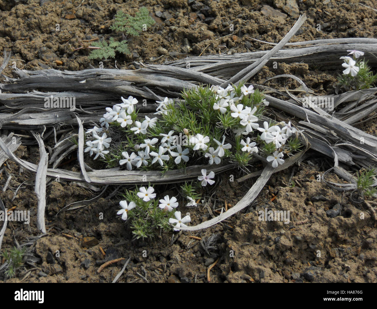 The Shoshone Off-Highway Vehicle Trail, managed by the Bureau of Land ...