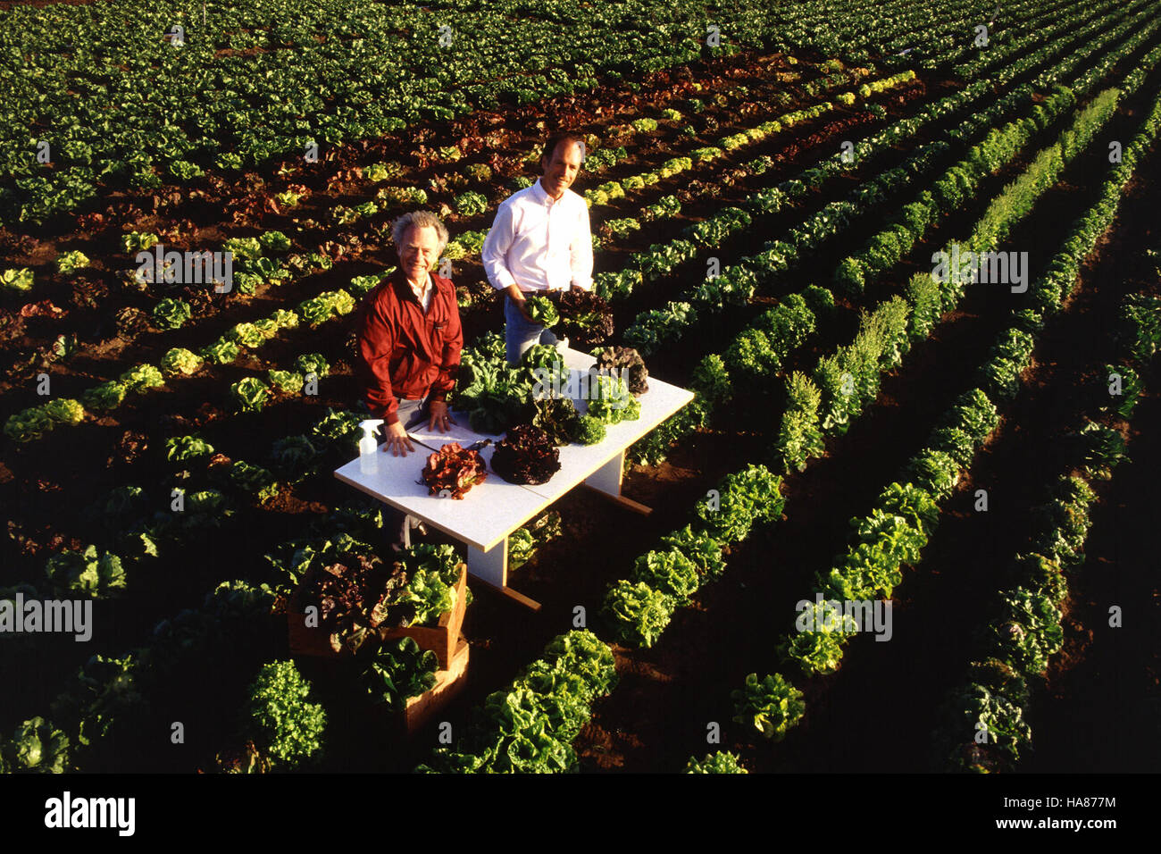 USDA research scientists study vegetable crops like lettuce on farms ...