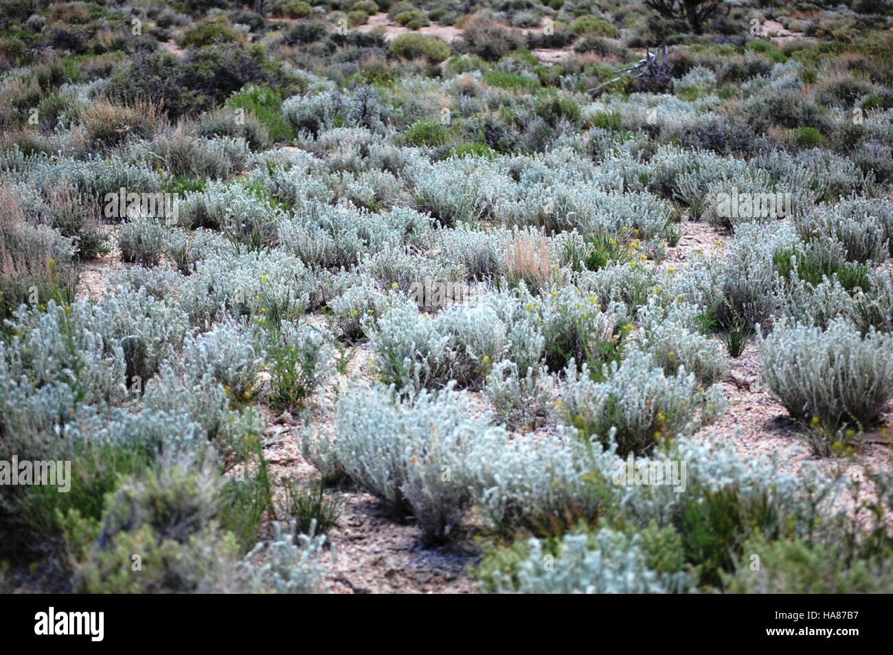 The Non-HMA Winterfat site in Nevada is a key location for studying ...