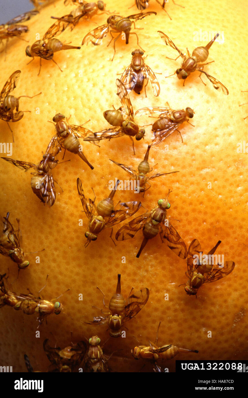 The USDA's work in managing and controlling Mexican fruit fly ...