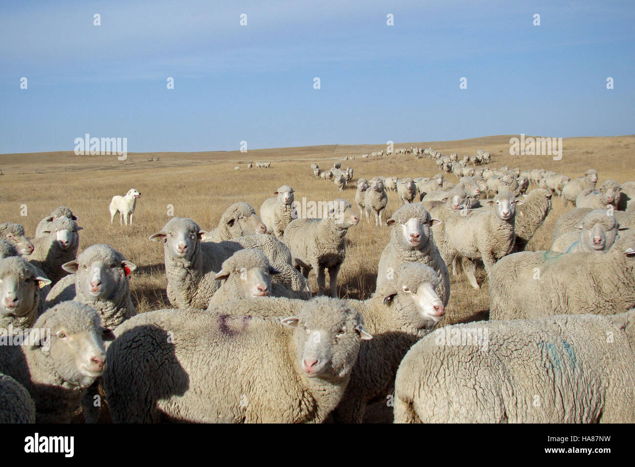 Anderson Sheep, a breed in the U.S., is managed through USDA programs ...