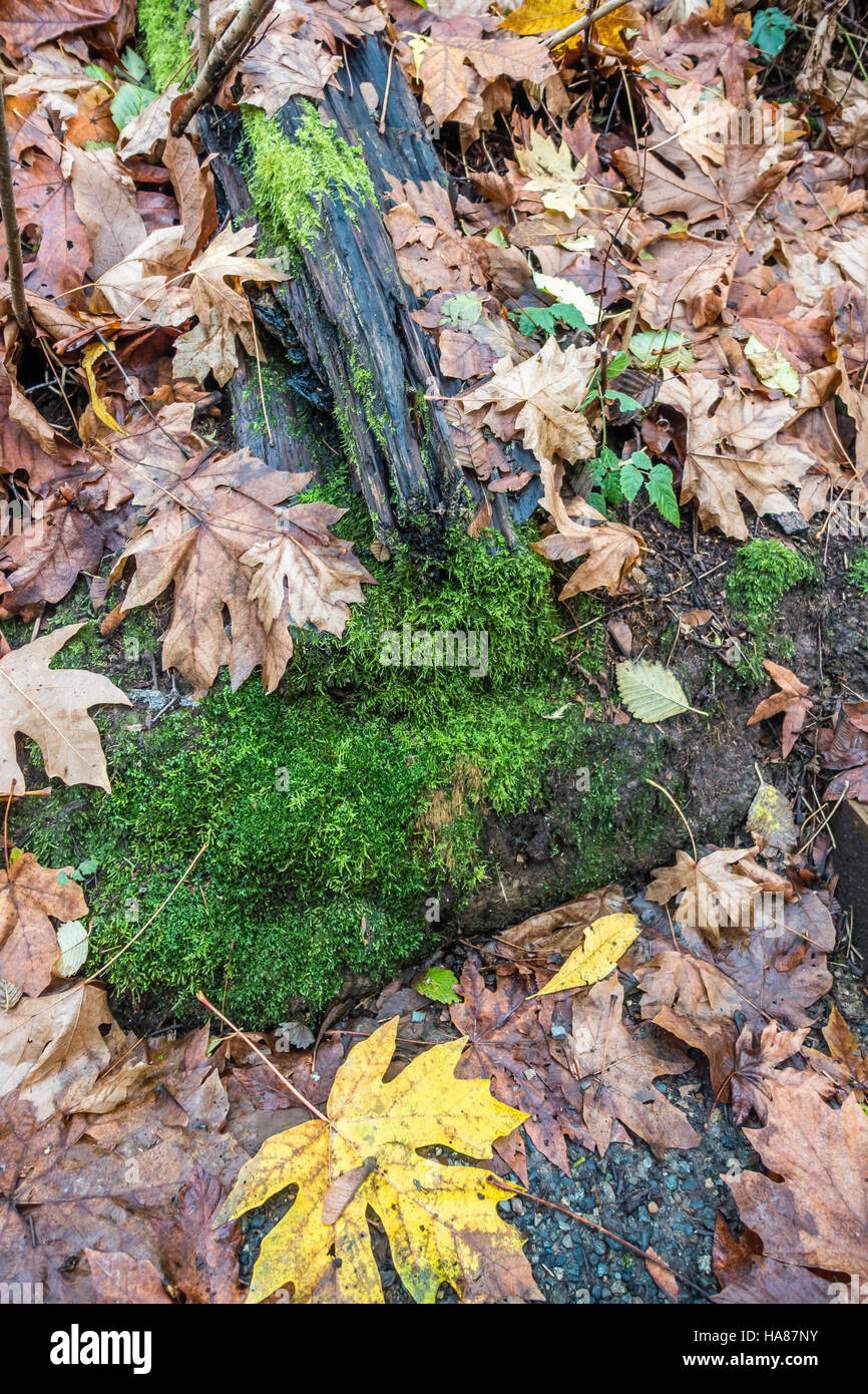 Fall leave litter the ground near a moss coverered log Stock Photo - Alamy