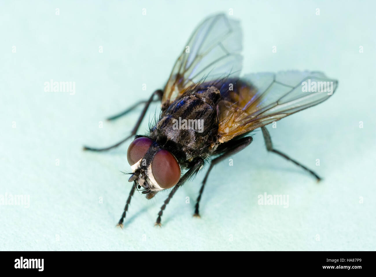 Nutrient management data hi-res stock photography and images - Alamy