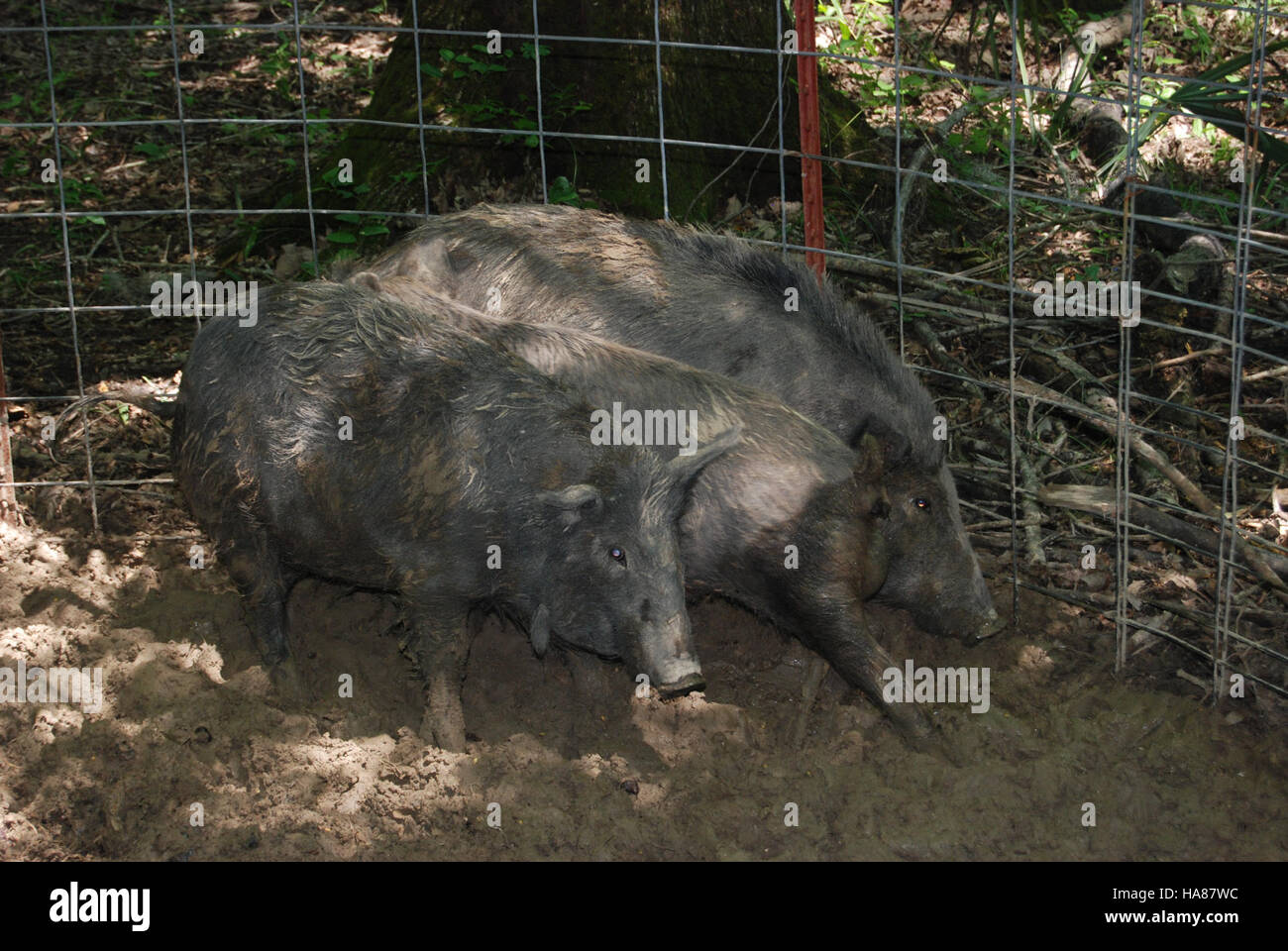 Feral swine hi-res stock photography and images - Alamy