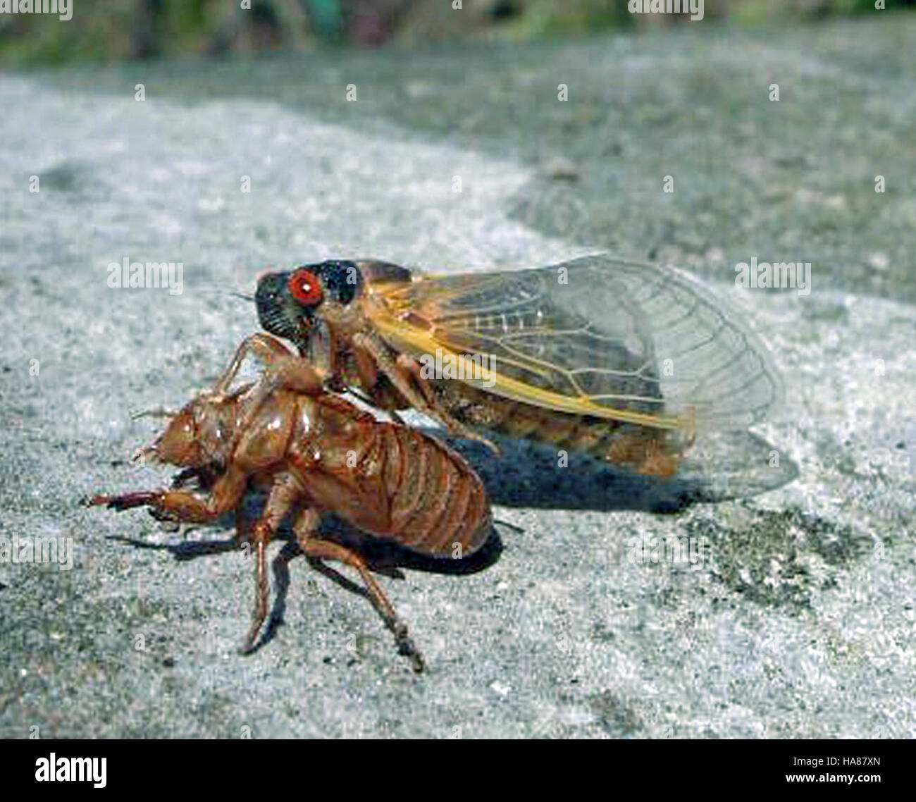 Cicadas, often heard in national parks during the summer, play a ...