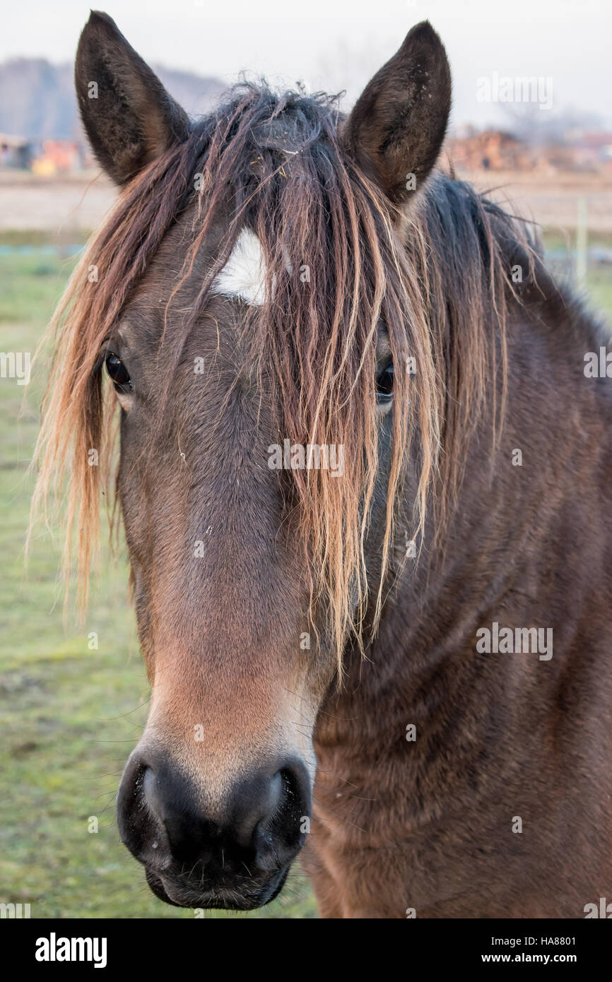 Brown horse headshot Stock Photo - Alamy
