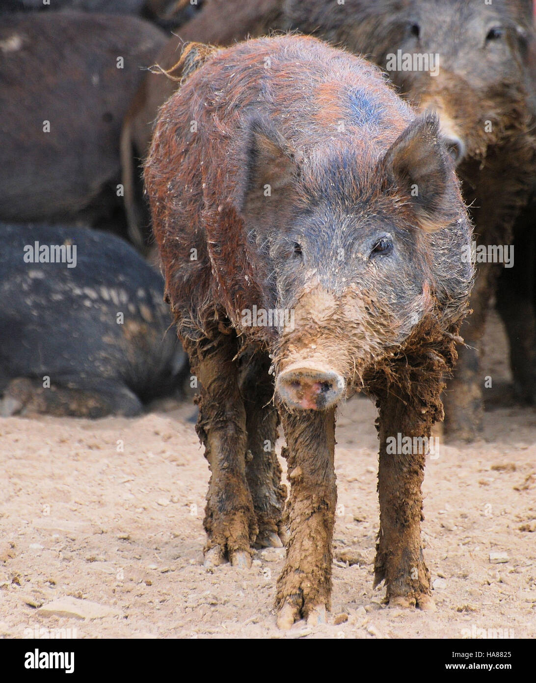 USDA's APHIS program works to protect U.S. agriculture from pests and ...