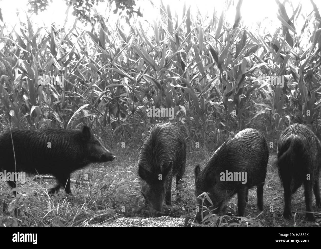 Habitat pest Black and White Stock Photos & Images - Alamy