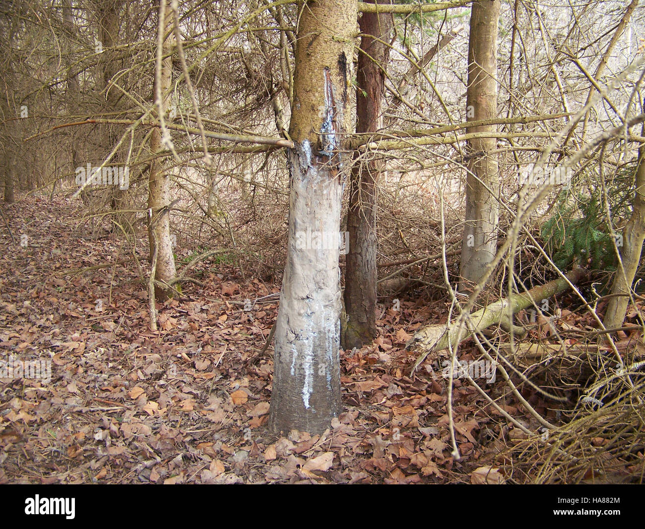 An APHIS image from the USDA, focusing on the role of pest management ...