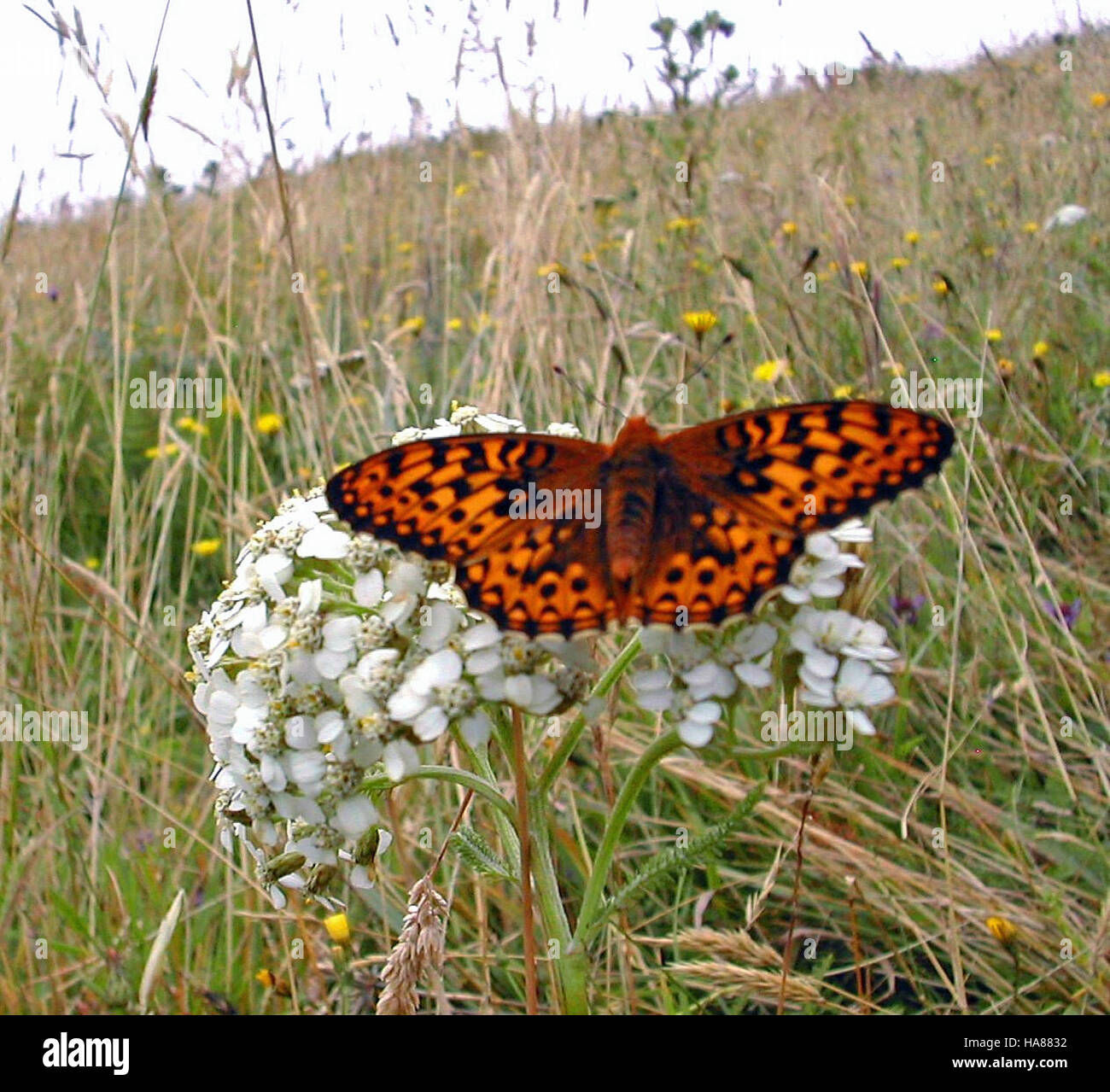 usdagov 8719889997 Silverspot Butterfly-a Stock Photo - Alamy